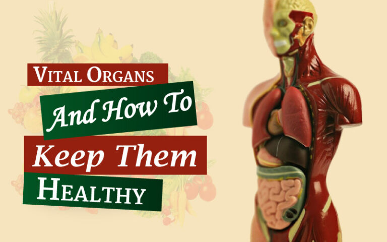 Vital Organs And How To Keep Them Healthy